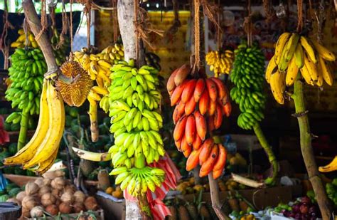 Different Types Of Bananas PopOptiq