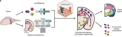 Deconvolution Of Spatial Transcriptomics Using Scrna Seq