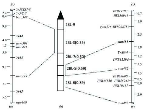 Diagrammatic Representation Of A Stripe Rust Resistance Genes Download Scientific Diagram