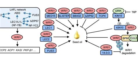 Jipb 特约综述 中国科学院遗传与发育生物学研究所张劲松团队和南京农业大学宋庆鑫团队联合综述种子油份生物合成的调控网络 Book学术