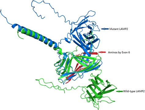 Cartoon Model Of The Lamp Protein Structure Residues By Pymol Blue