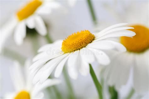 Закройте вверх по взгляду стоцвета Стоковое Фото изображение насчитывающей бело лепесток