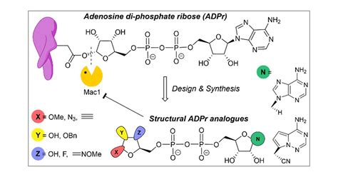 Synthesis Of Structural Adp Ribose Analogues As Inhibitors For Sars Cov 2 Macrodomain 1