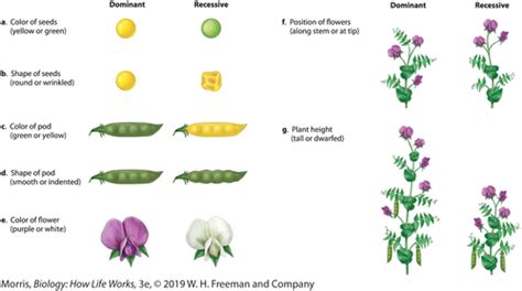 Chapter 15 Mendelian Inheritance Flashcards Quizlet