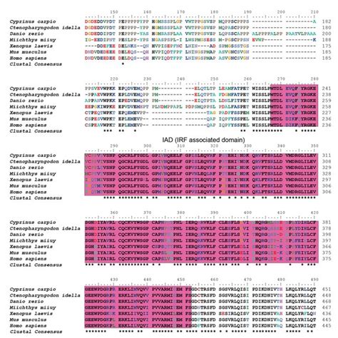 multiple alignments a and phylogenetic analysis b of irf6 protein