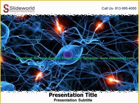 Free Neurology Powerpoint Templates Of Nervous System Powerpoint Template Heritagechristiancollege