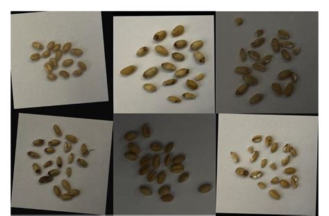 Figure 1 From Yolo Sdl A Lightweight Wheat Grain Detection Technology