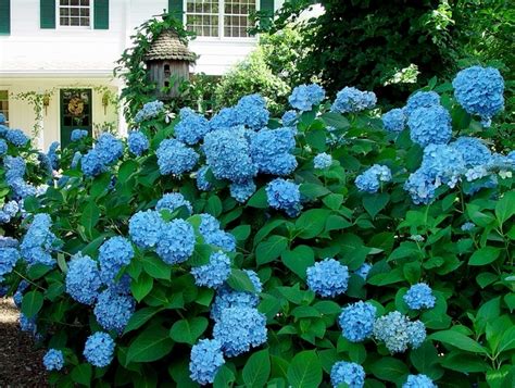 ГОРТЕНЗИИ: Hydrangea m.Endless Summer Original. Гортензия крупнолистная ...