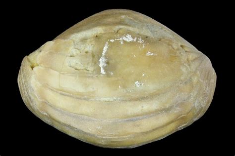 97 Enrolled Trilobite Anataphrus Fossil Iowa 136601 For Sale