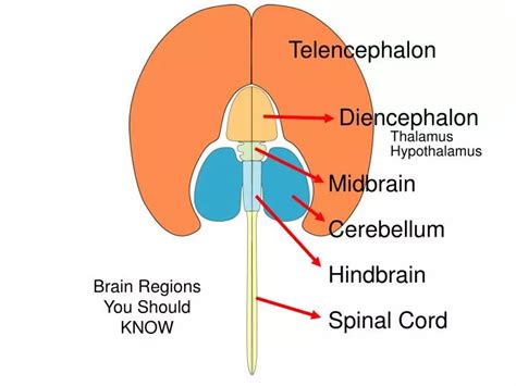 Ppt Telencephalon Powerpoint Presentation Free Download Id 5714939