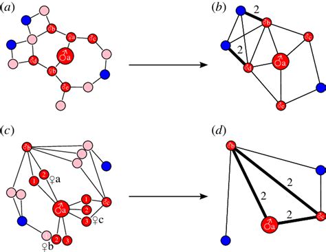 A An Intersexual Network Showing The Pattern Of Ejaculate Transfer Download Scientific