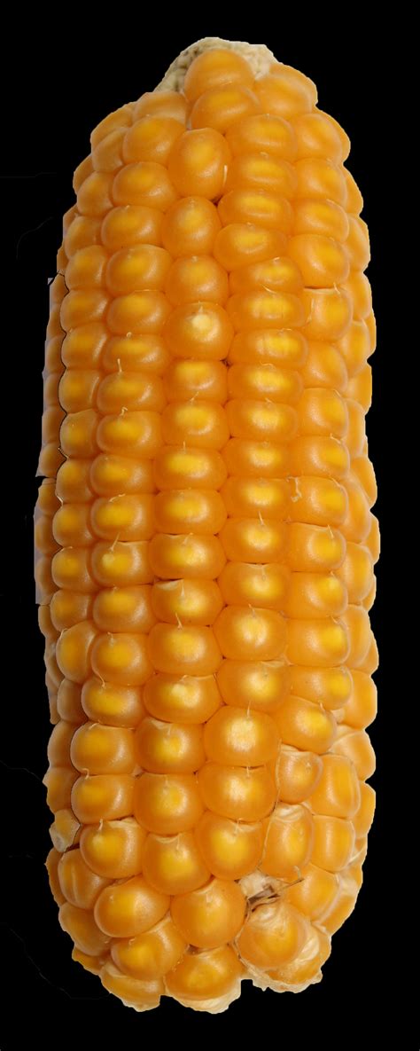 2023 Corn Inbred Lines Release Co485 Agriculturecanadaca
