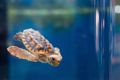 Download Juvenile Loggerhead Sea Turtle Swimming Wallpaper