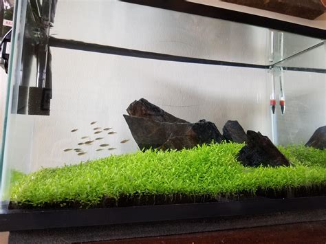 Aquarium Plants Grass