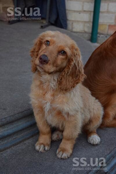 Ss Ua Продам щеня російського спаніеля хлопчик 4 Ціна 1500 Грн Оголошення