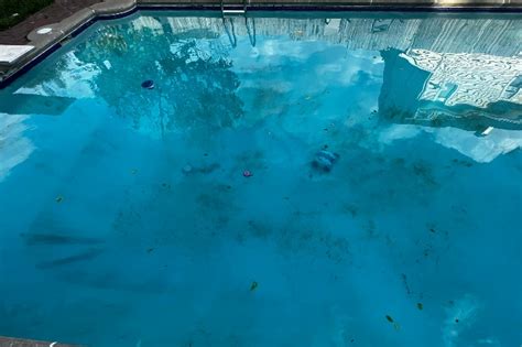 How To Get Rid Of Yellow Algae In Pool