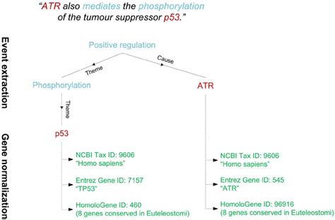 Illustration Of Event Extraction And Gene Normalization The Gene Download Scientific Diagram