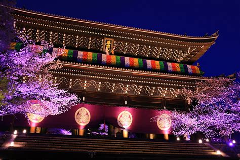 知恩院 桜