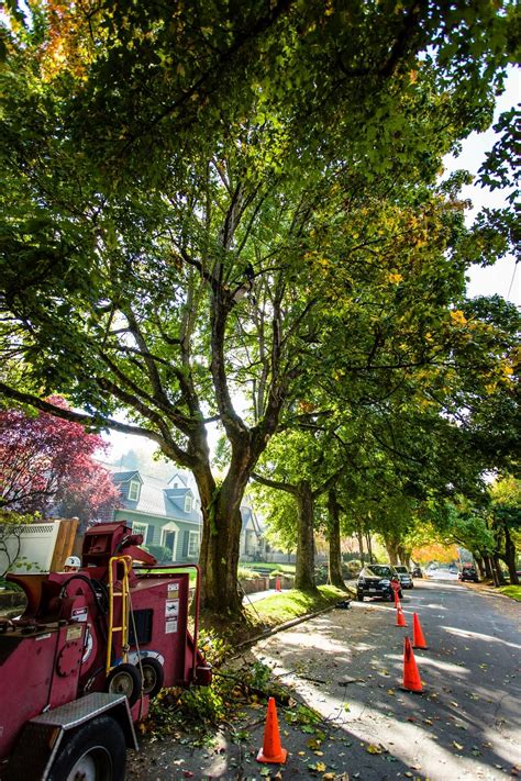 How To Cable A Tree Tree Cabling Guide Ensuring Safety And