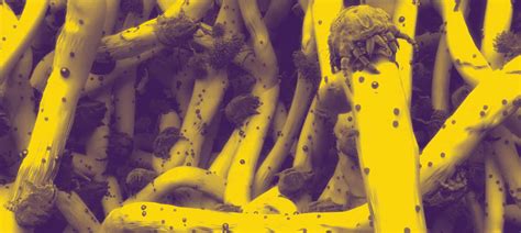 The Allergy Guide Allergex