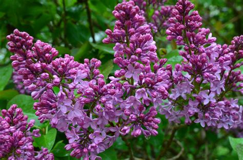 Lilac Days At The Hulda Klager Lilac Gardens Woodland Washington A Travelers Photo Journal