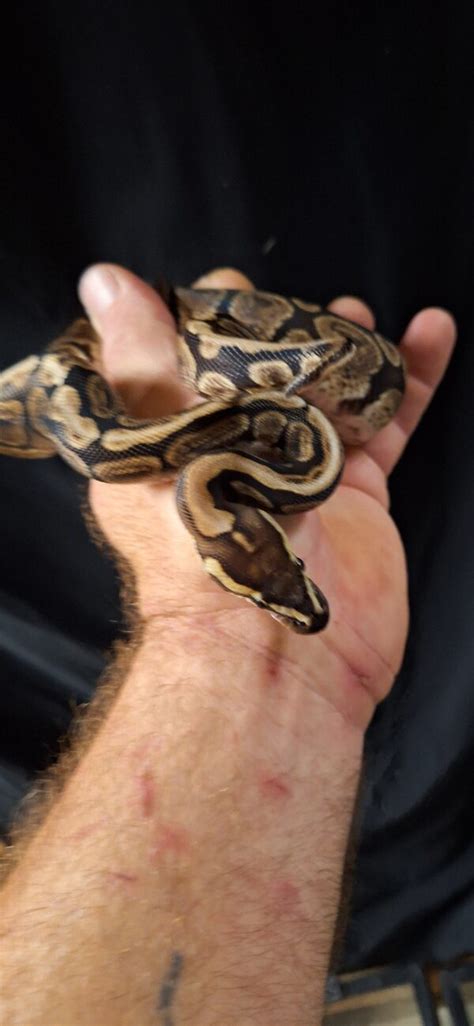 Female Ghi Spot Nose Ball Python Reptile Mart