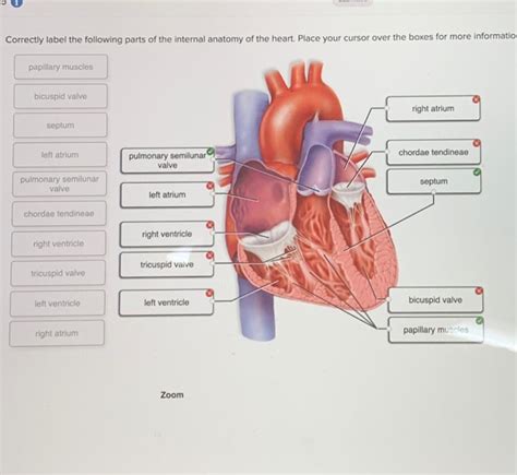 solved correctly label the following parts of the internal