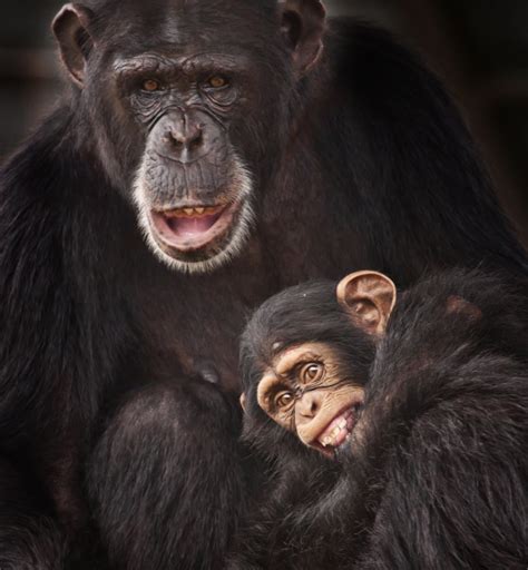 Chimpanzee Testing Era Ends At Controversial Us Lab Boing Boing