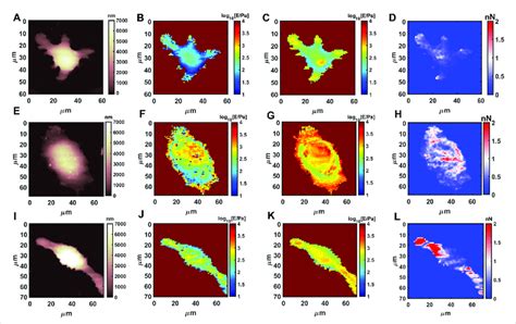 Afm Measurements For Resting And Polarized Macrophages Morphology Download Scientific Diagram