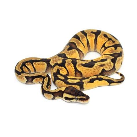 Python Regius Enchi Pastel Python Royal