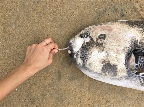 Found A Dead Fish Inside Another Dead Fish But It Was Too Stubborn To