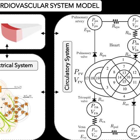 Integrated Model Of The CVS Proposed Based On The Coupling Of The Download Scientific Diagram