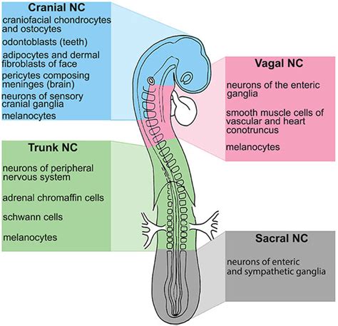 Neural Tube Formation Timeline