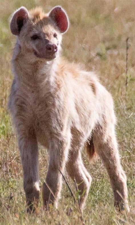Leucistic Spotted Hyena In Grass