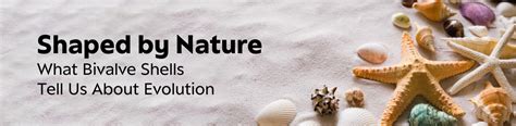 Shaped By Nature What Bivalve Shells Tell Us About Evolution