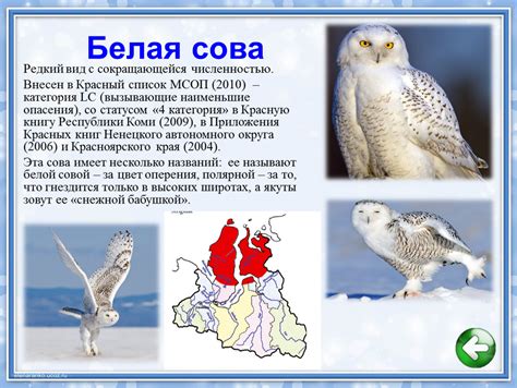 Красная Книга России Животные И Растения Фото —