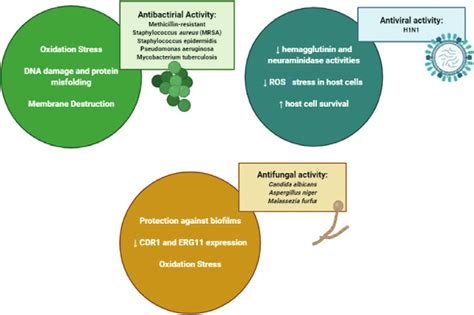 Antimicrobial Activity Of Senps And The Associated Pathways Figure Download Scientific Diagram