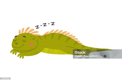 재미있는 녹색 Iguana 성격 와 가늠자 잠들고 와 코골이 벡터 일러스트 귀여운에 대한 스톡 벡터 아트 및 기타 이미지 Istock