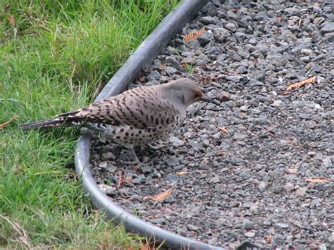 What Kind Of Bird Sequim Daily Photo