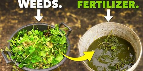 Making Fertilizer From Weeds A Sustainable Garden Practice Natural Garden Tips
