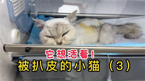 被人扒皮的猫咪！看看她想努力活下去的样子，无数网友都哭了！ Youtube