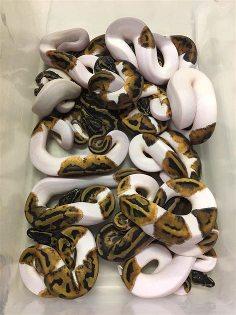 Pied Ball Python For Sale Online Pied Ball Python For Sale