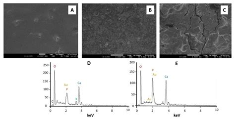 SEM Micrographs Of The Surface Membranes A NRL M B CPP M And C Download Scientific