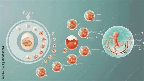 Detailed Visuals Of Embryo Development Stages And Embryogenesis Process From Fertilized Egg To