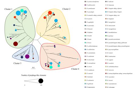 Phylogenetic Tree Of Identified Bifidoprophages Genomic Download Scientific Diagram