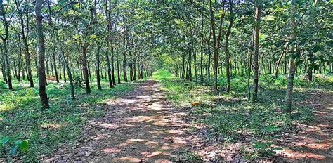 စစ်ကိုင်းတိုင်းဒေသကြီးအတွင်း စက်မှုကုန်ကြမ်းသီးနှံကြက်ပေါင်စေး ဧက ၁၅၁၀၀ စိုက်ပျိုးထားရာ ဧက ၁၁၇၀