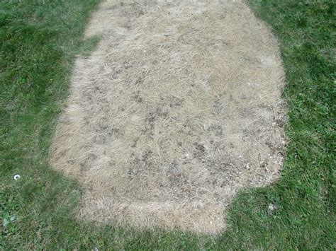 Cross Record Dead Grass Patches