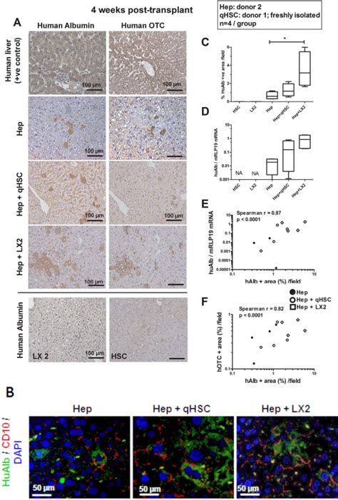 Cotransplantation With Human Hepatic Stellate Cells Hscs Increases Download Scientific