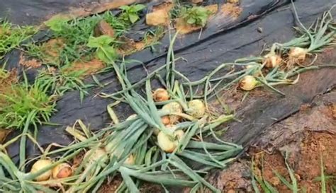 봄 양파 심는방법 재배법 파종시기 모종심기 수확시기 네이버 블로그