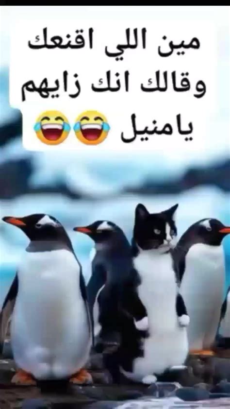 وليم وليم On Reels